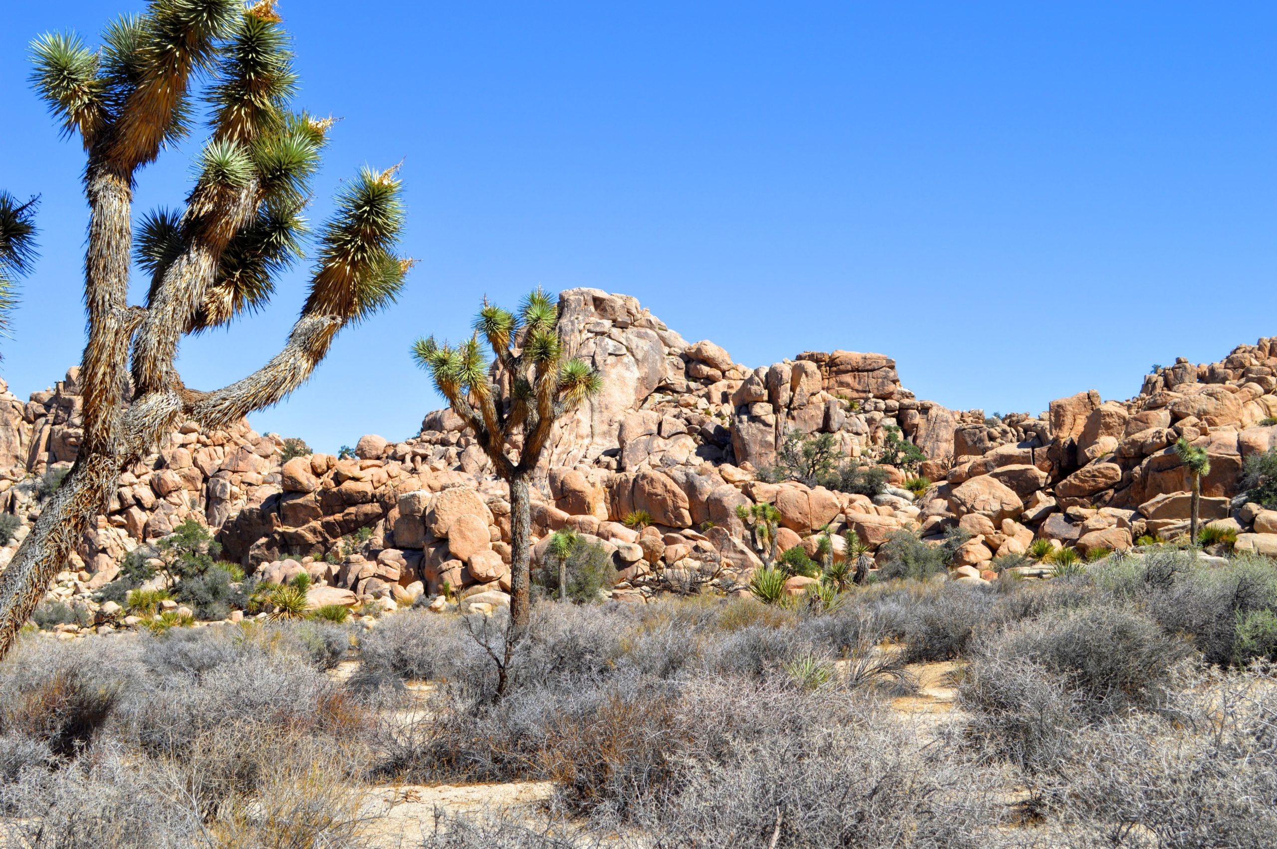 Desert Magic to Bring You Closer to Self: 24 Hours In Joshua Tree | The ...