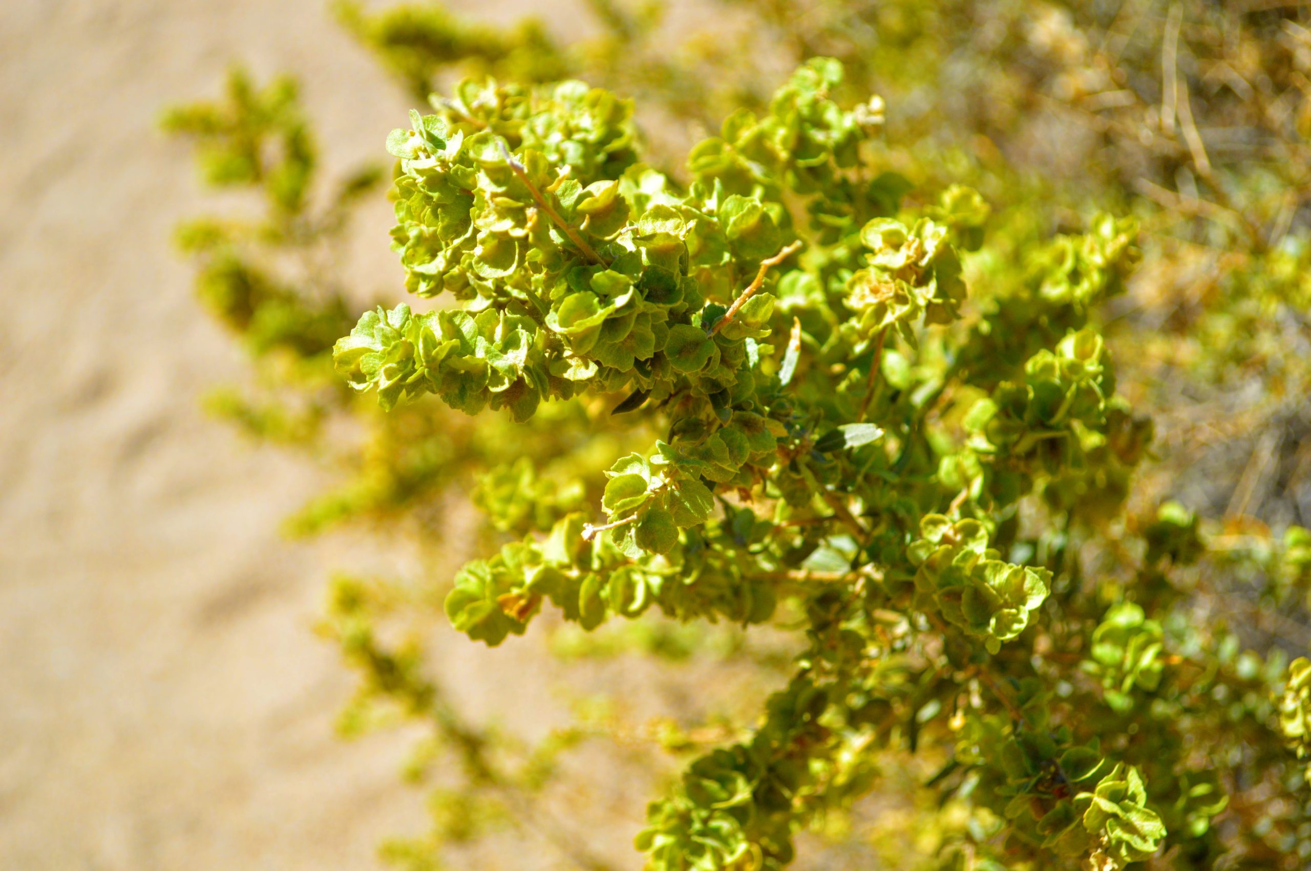 Desert Magic to Bring You Closer to Self: 24 Hours In Joshua Tree | The ...