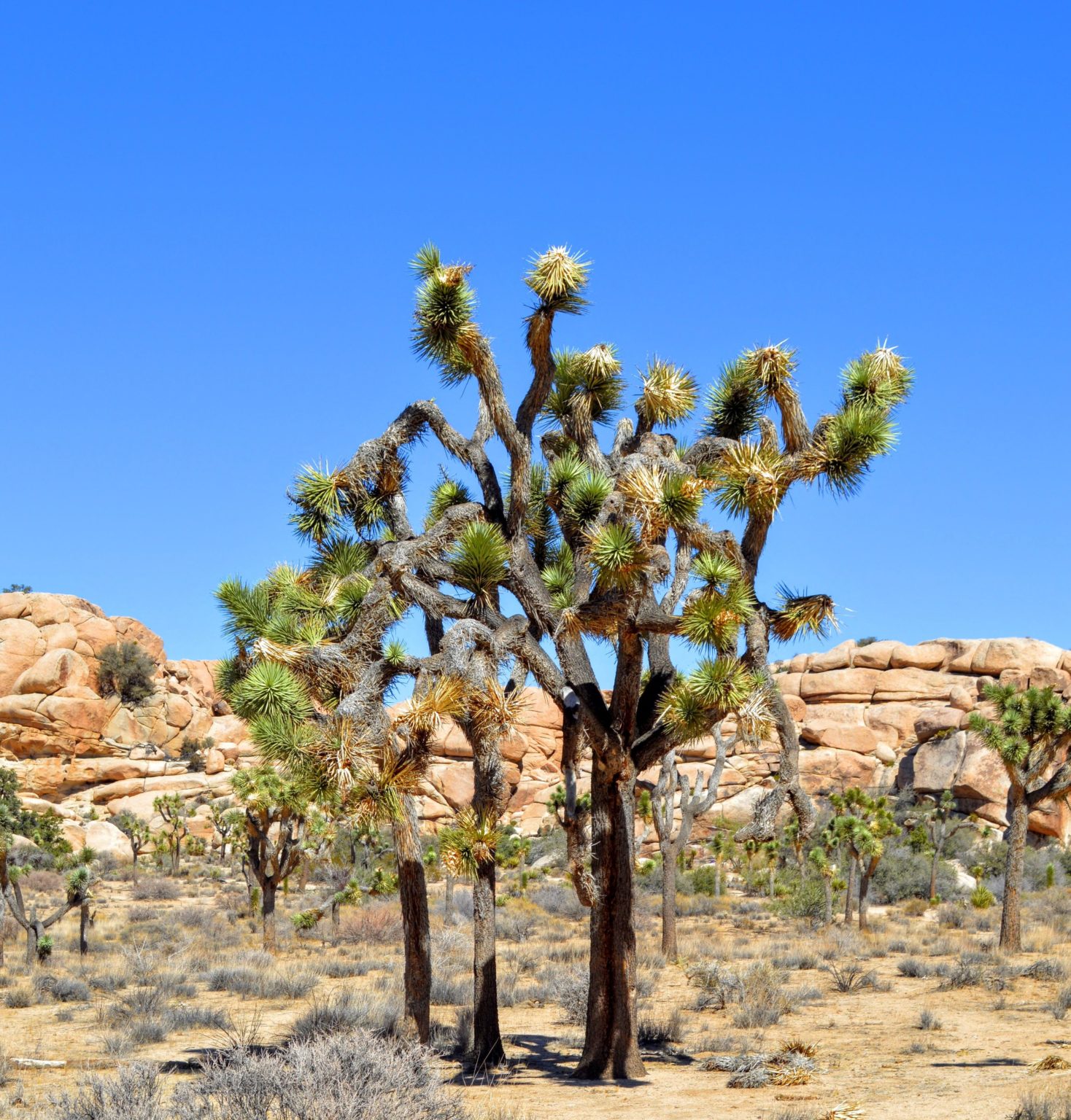 Desert Magic to Bring You Closer to Self: 24 Hours In Joshua Tree | The ...